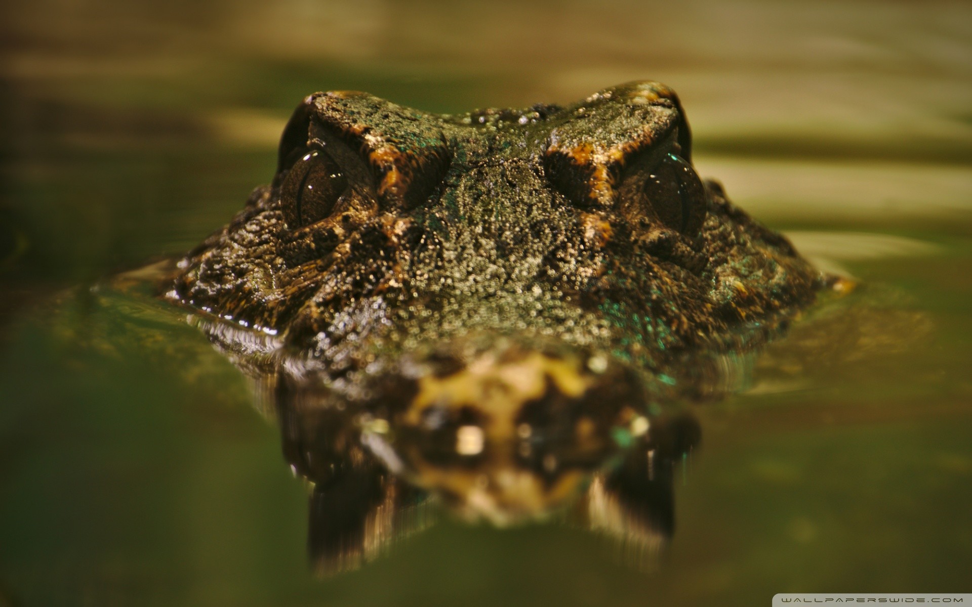 Hd Crocodile Wallpapers