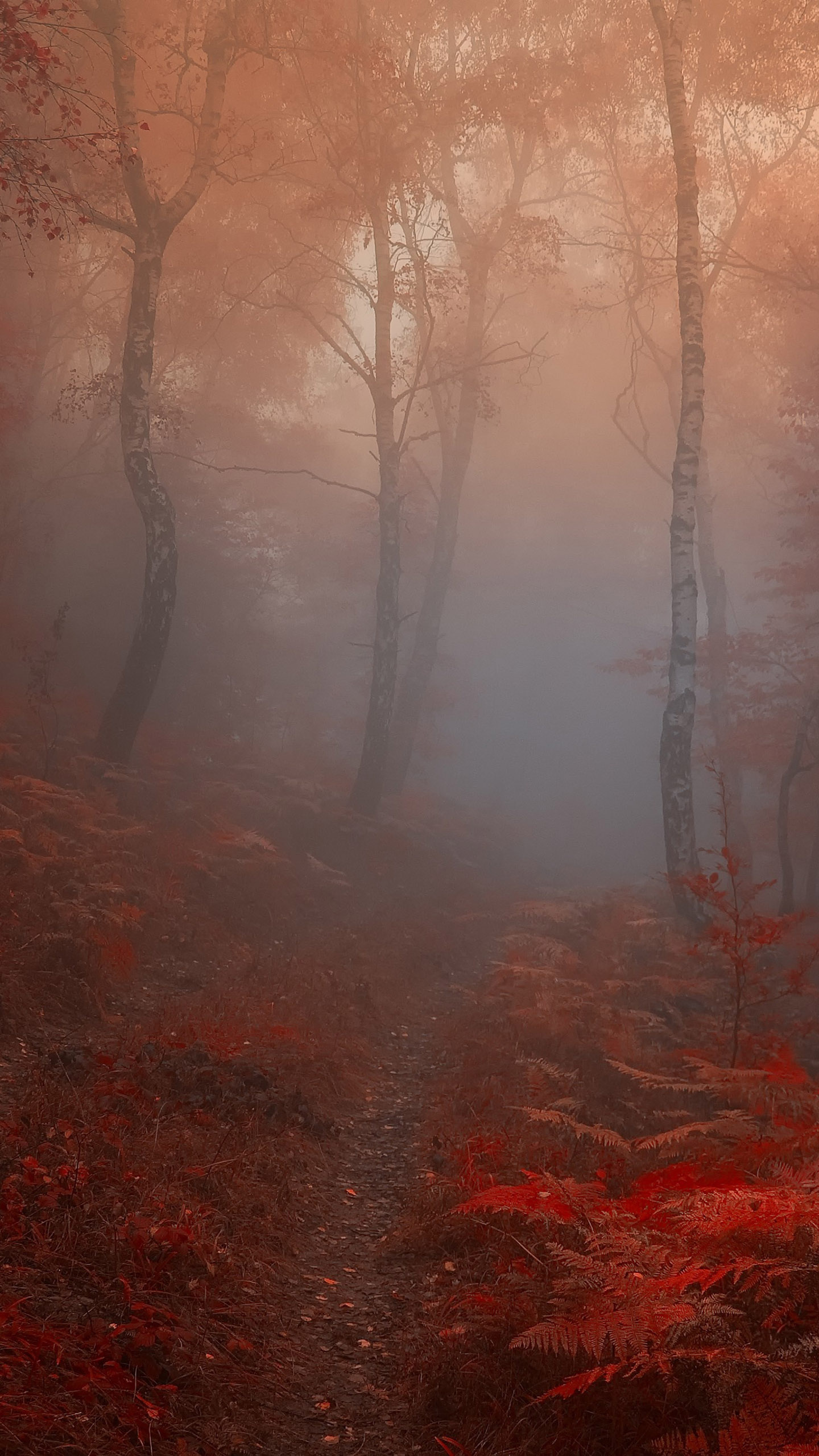 Old-growth Forest - 1440x2560 Wallpaper - teahub.io