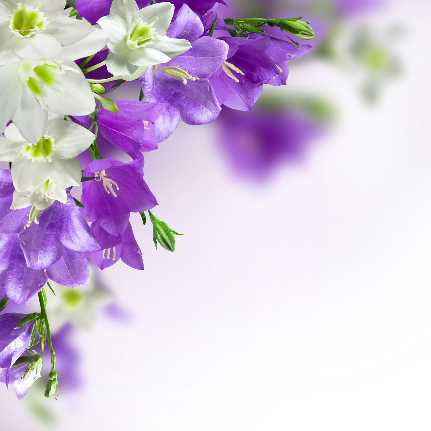 Corner Flowers - Purple Flowers White Background - 1500x1500 Wallpaper ...