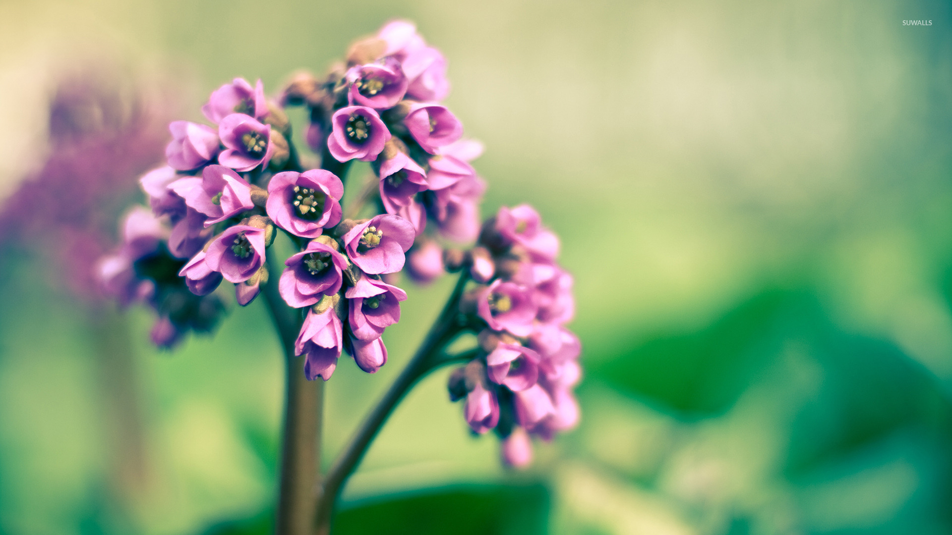 Small Flowers - 1920x1080 Wallpaper - teahub.io