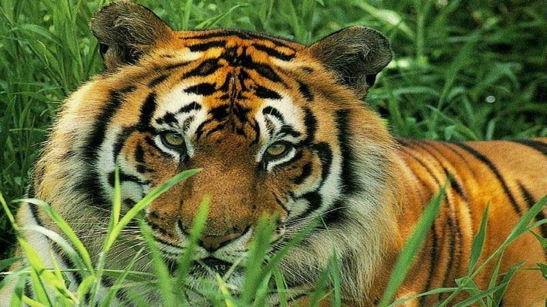 South East Asia Tiger - 1920x1080 Wallpaper - teahub.io