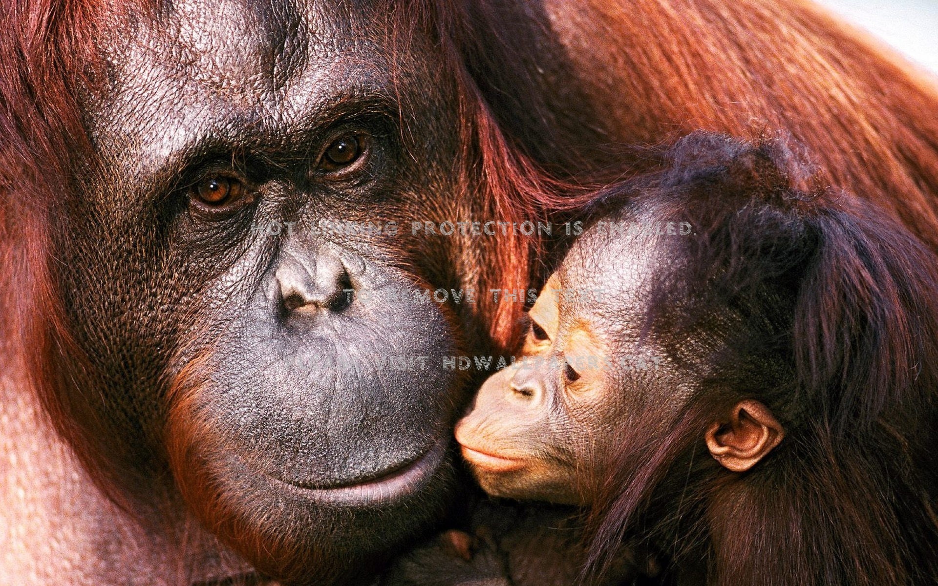 Orangutans Animal Love Monkey Baby Kiss - Orangutan Puan - 1920x1200 ...