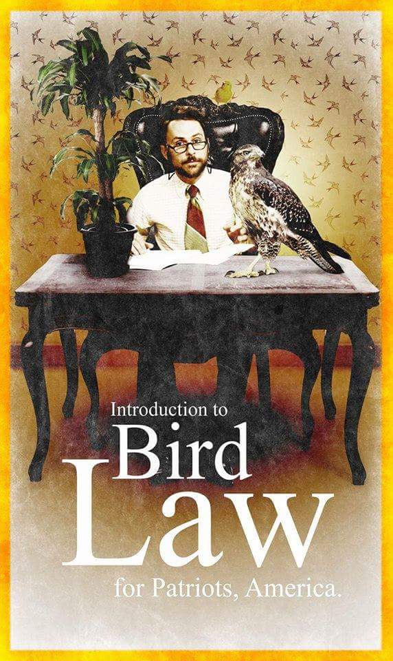 Charlie Day Bird Lawyer - 572x960 Wallpaper - teahub.io