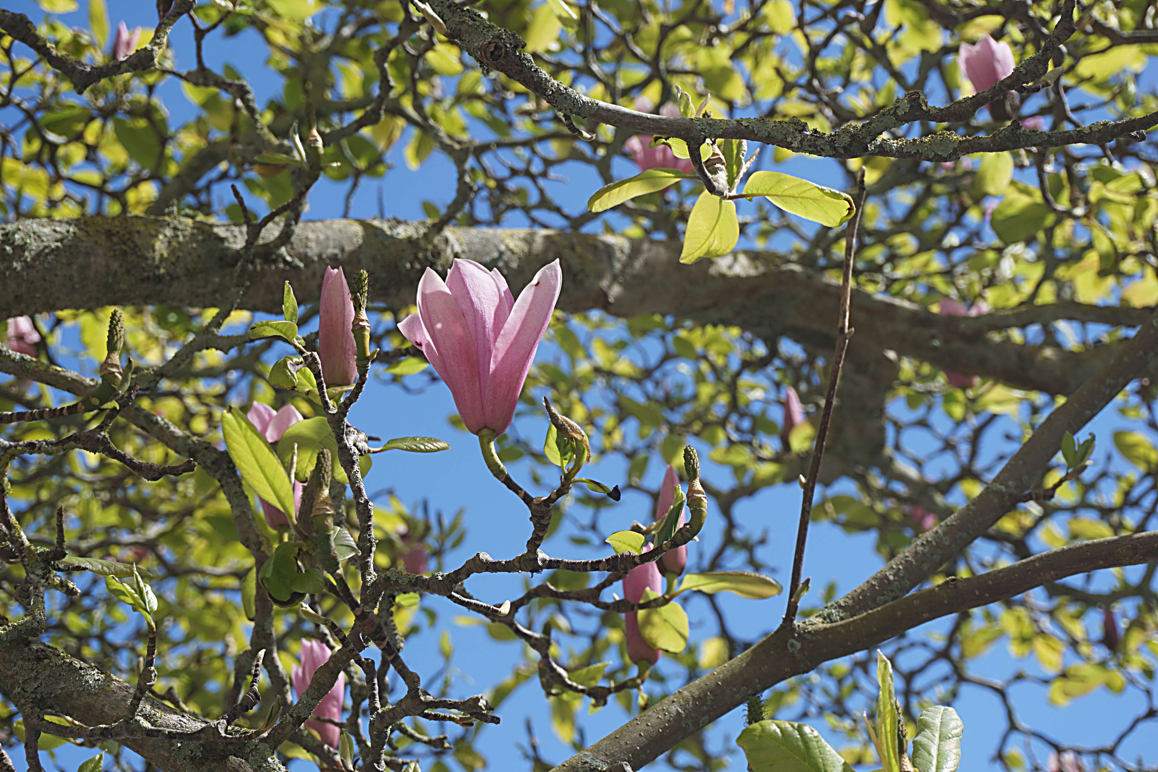 Chinese Magnolia - 3840x2560 Wallpaper - teahub.io