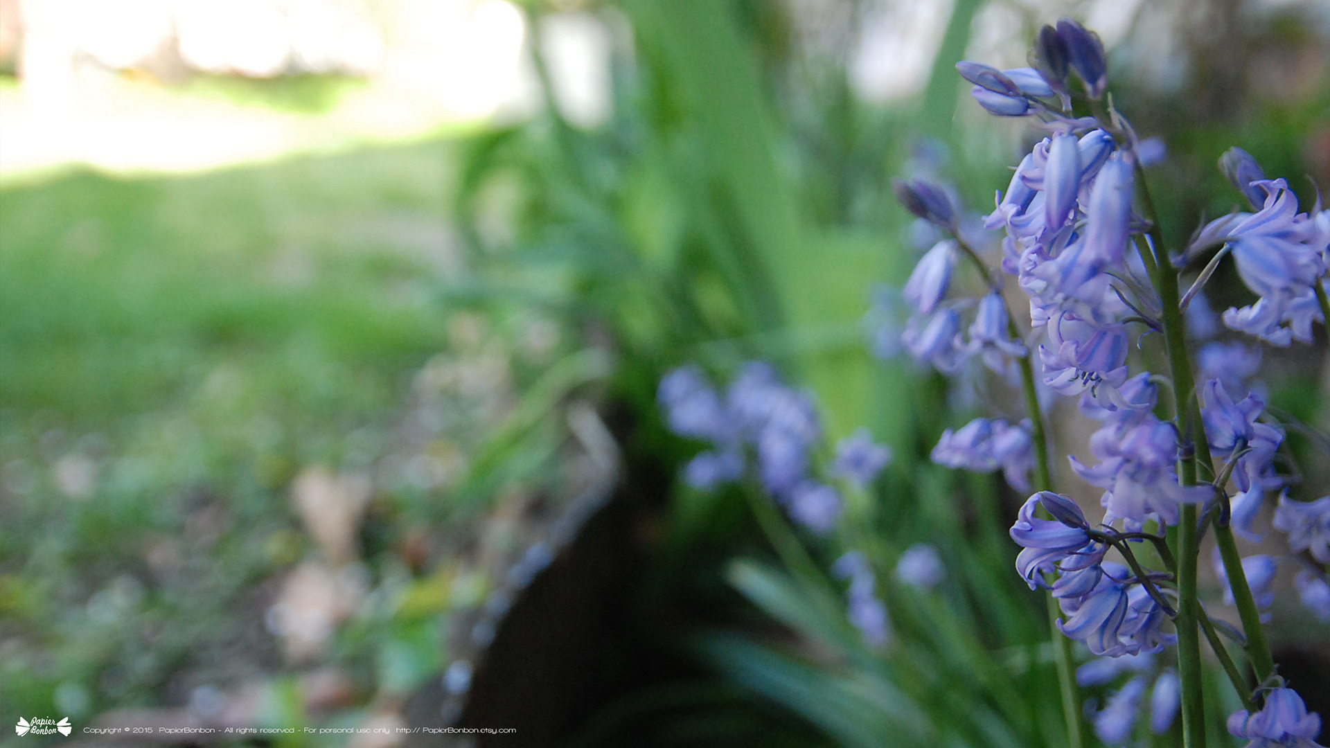 Wallpaper Printemps - 1920x1080 Wallpaper - teahub.io
