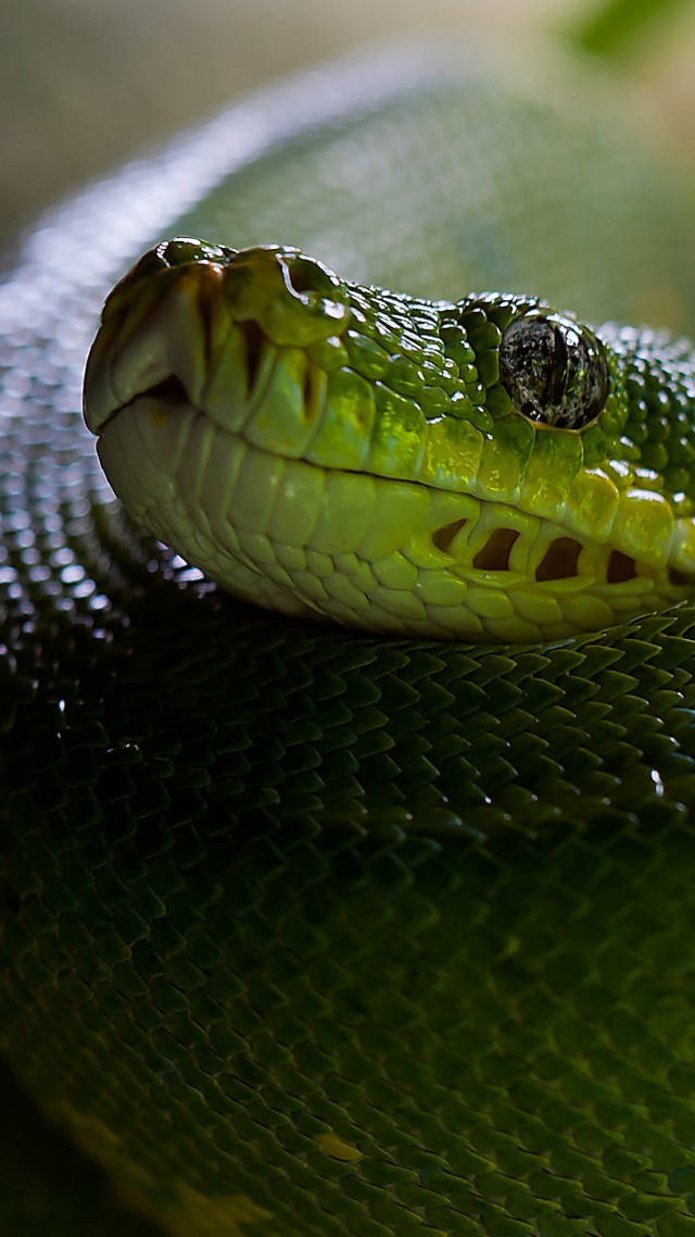Python Snake Wallpaper 1080 - 640x1138 Wallpaper - teahub.io