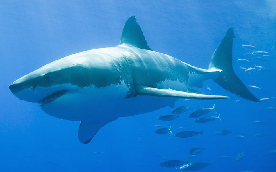 Great White Shark Hd Wallpaper - Large Shark In The Ocean - 970x606 ...