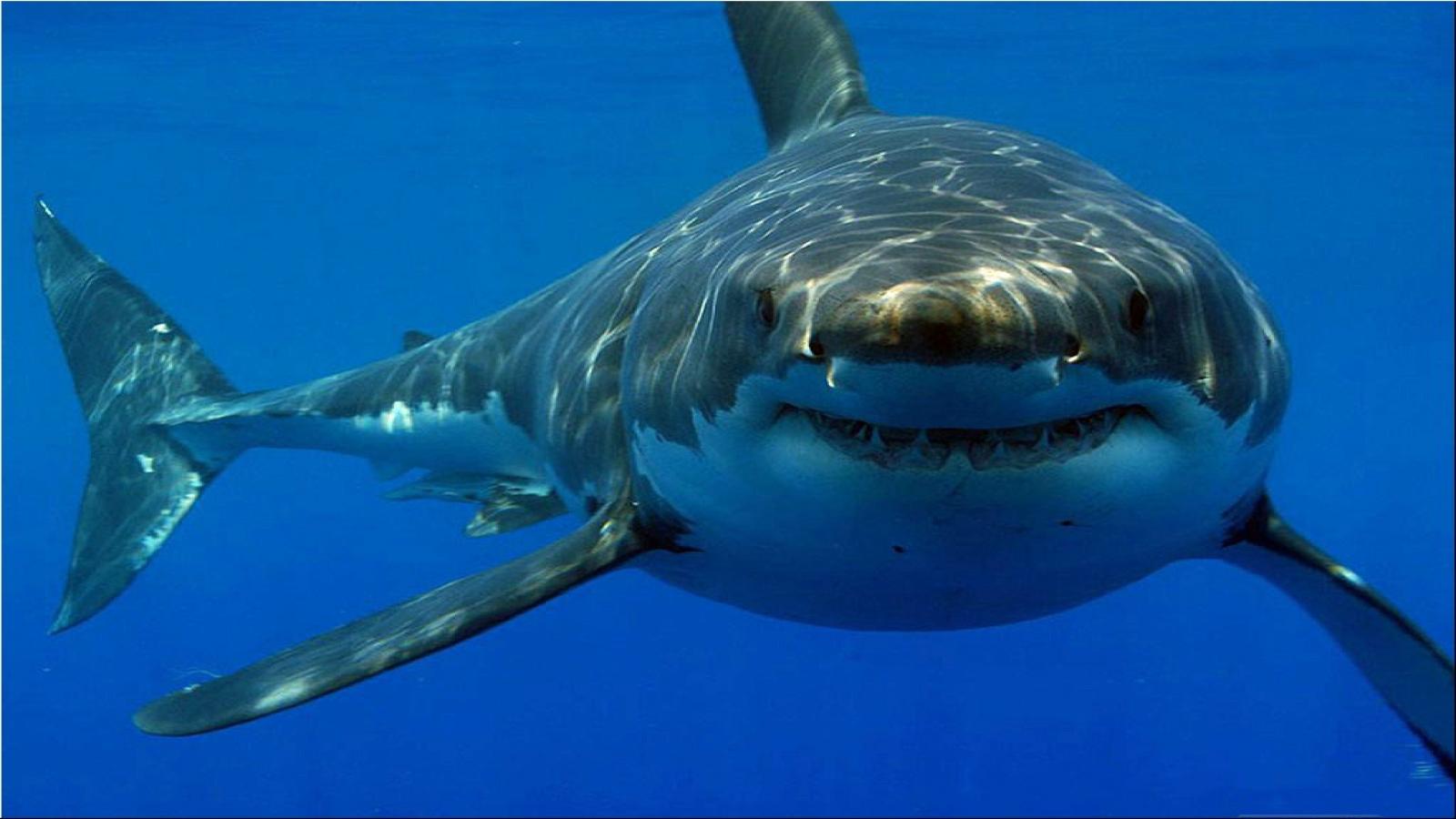 Awesome Funny Shark Hd Wallpaper - Great White Shark - 1600x900 ...