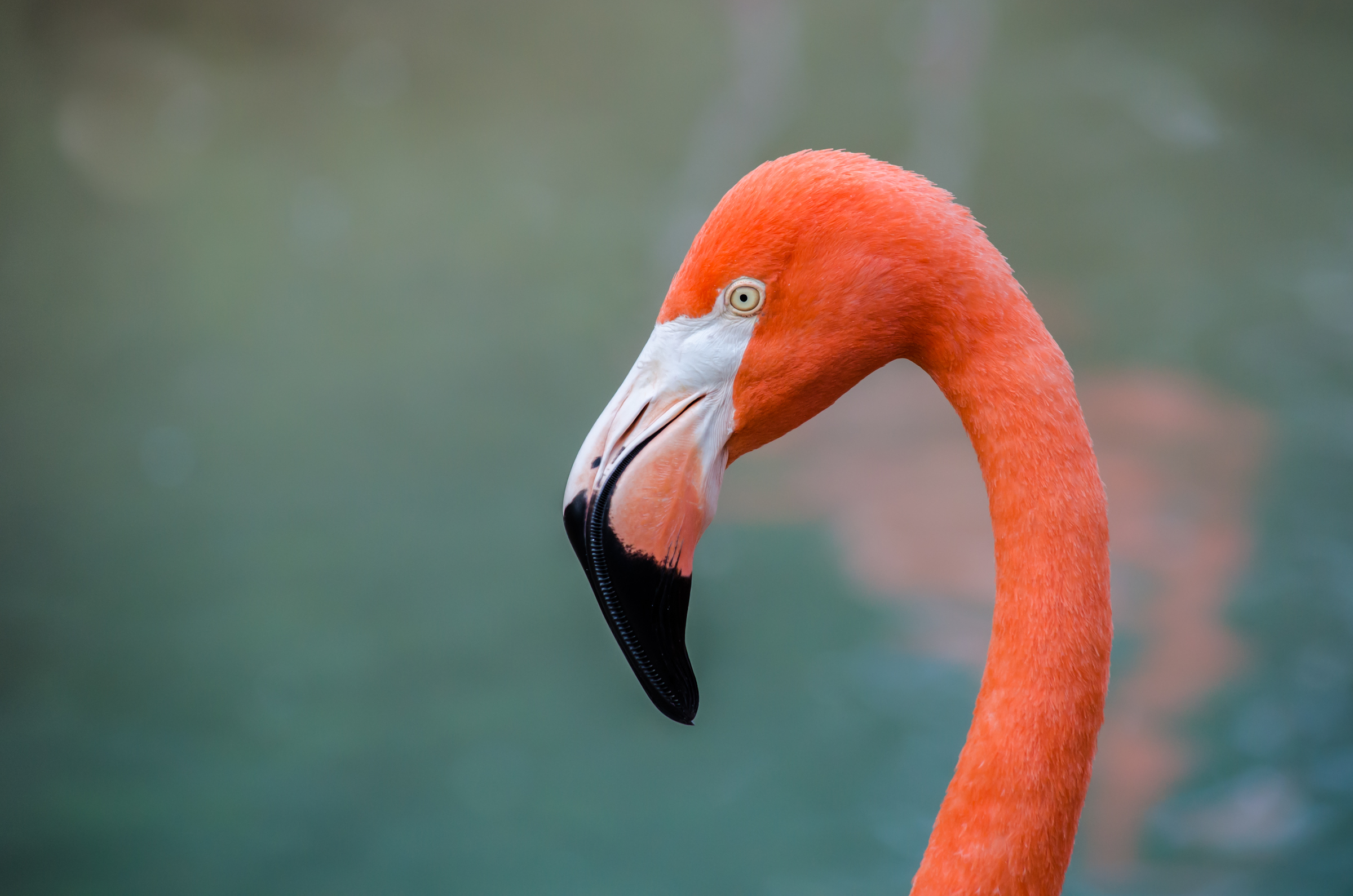 Funny Flamingo Gif - 2400x1590 Wallpaper - teahub.io