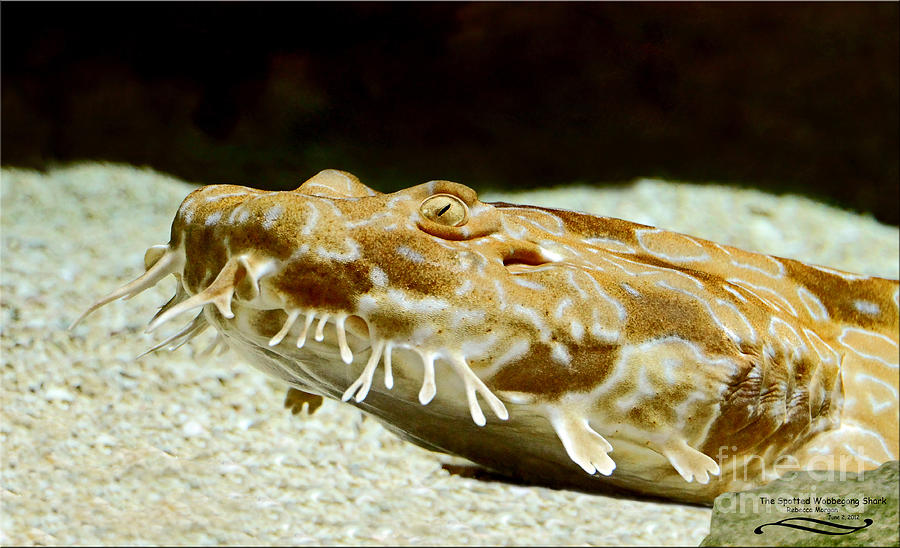 Spotted Wobbegong Shark Hd Wallpapers, Desktop Wallpaper - Cute ...