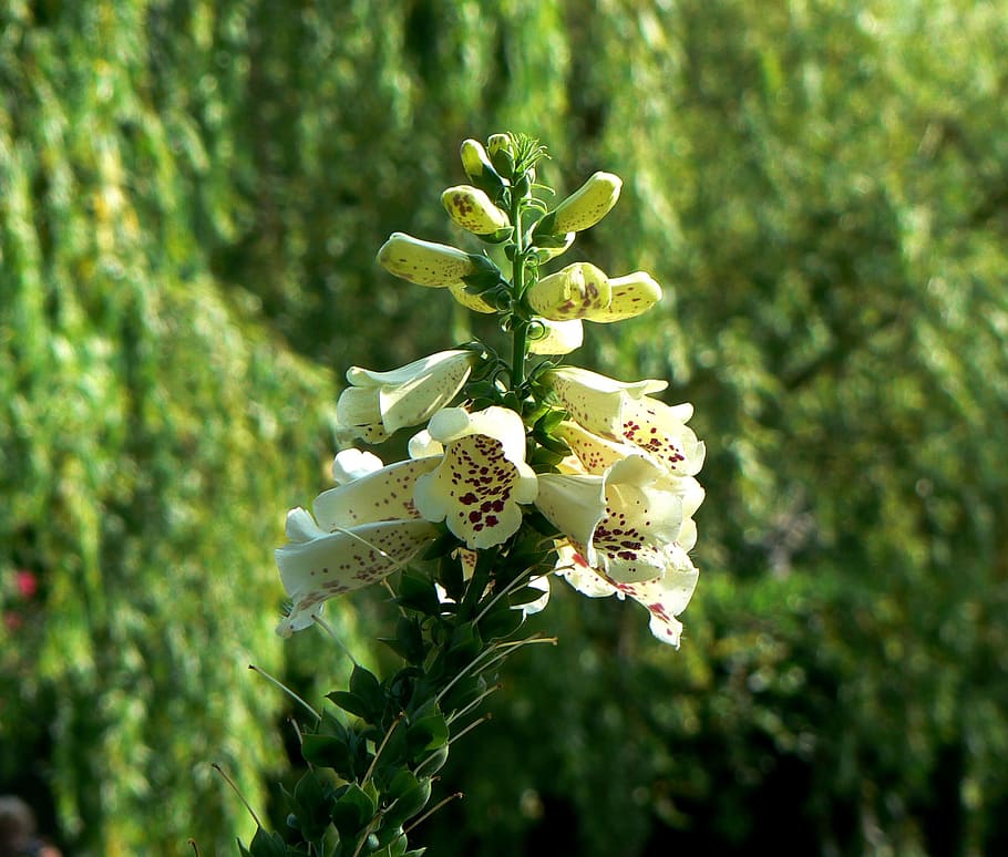 Thimble, Plant, Flower, Nature, Bell, Garden, Claude - Figwort ...