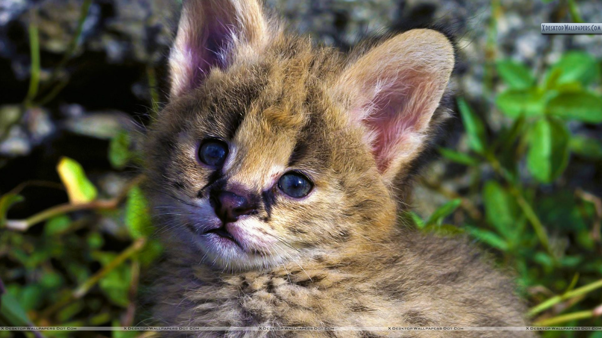 Pixie Bob Kitten - 1920x1080 Wallpaper - teahub.io