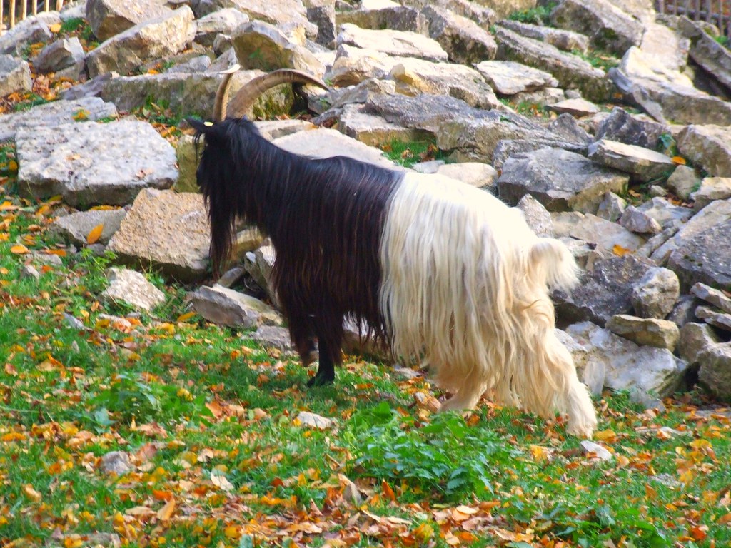 Mane - 1024x768 Wallpaper - teahub.io