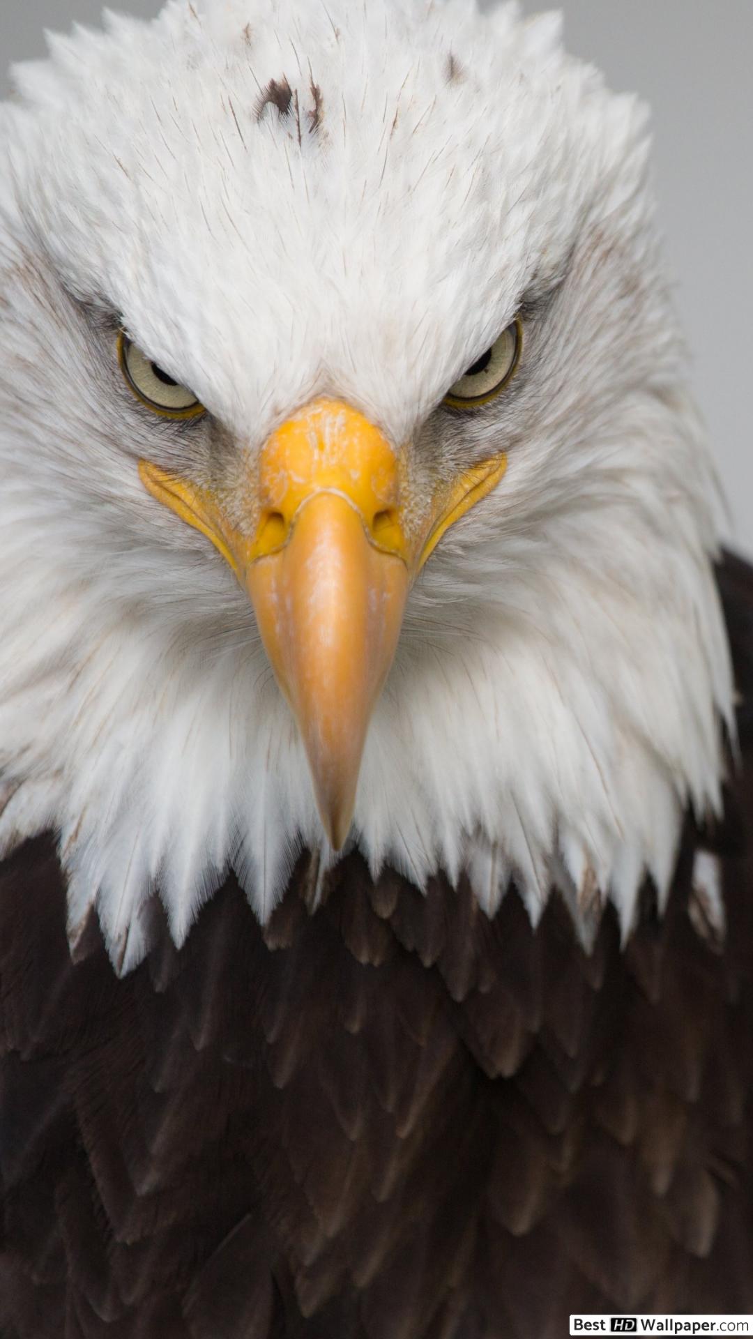 Bald Eagle Phone 1080x1920 Wallpaper Teahub io bald-eagle-phone-1080x1920-wallpaper-teahub-io