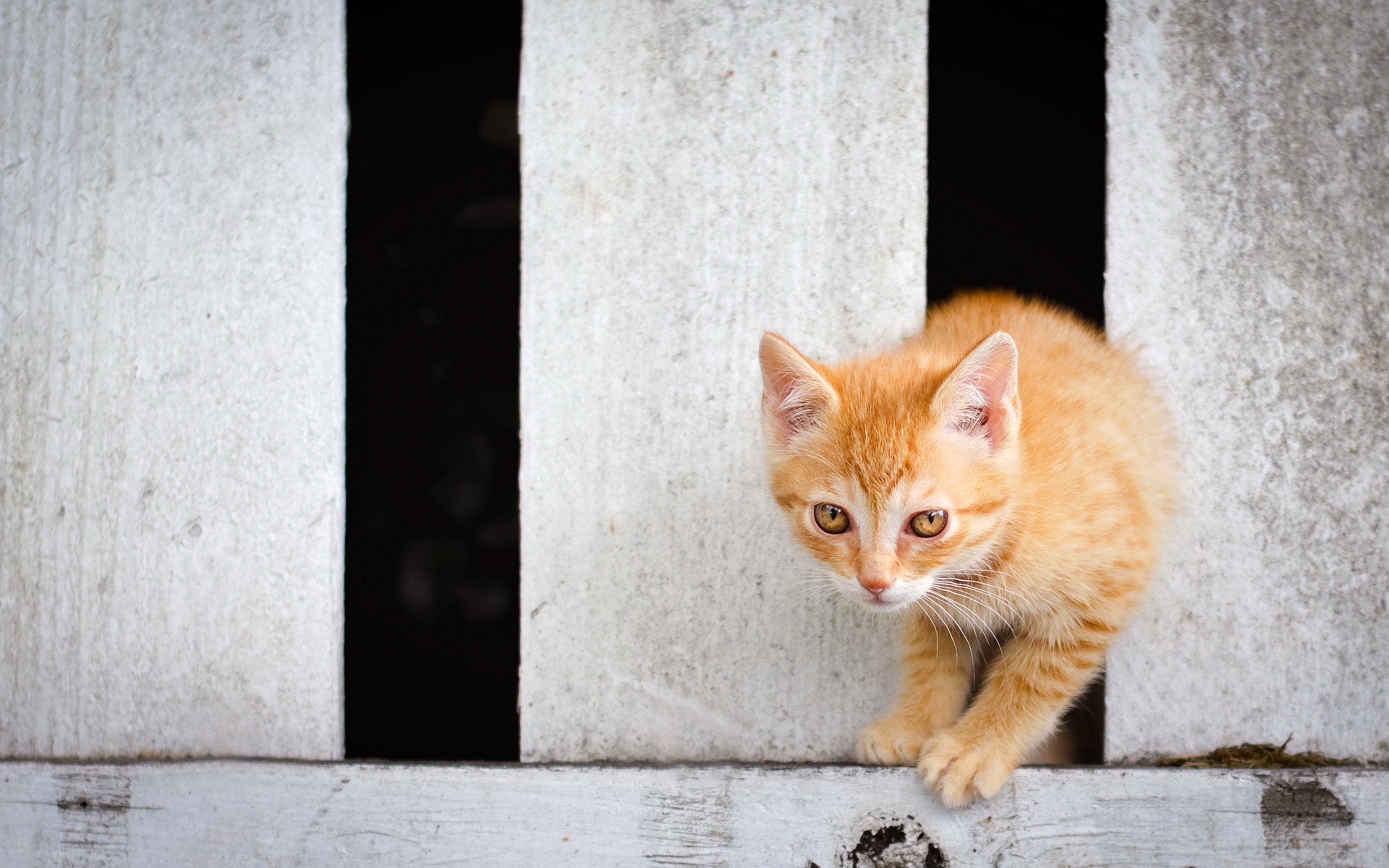 Wallpaper Cute Kitten Cross The Fence - Kitten - 1920x1200 Wallpaper ...