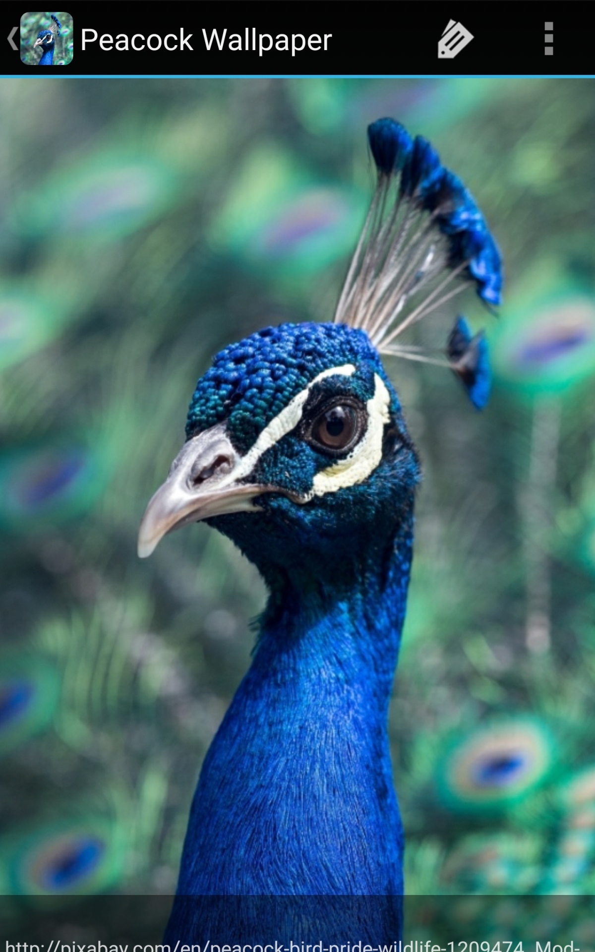 High Resolution Peacock Hd - 1200x1920 Wallpaper - teahub.io
