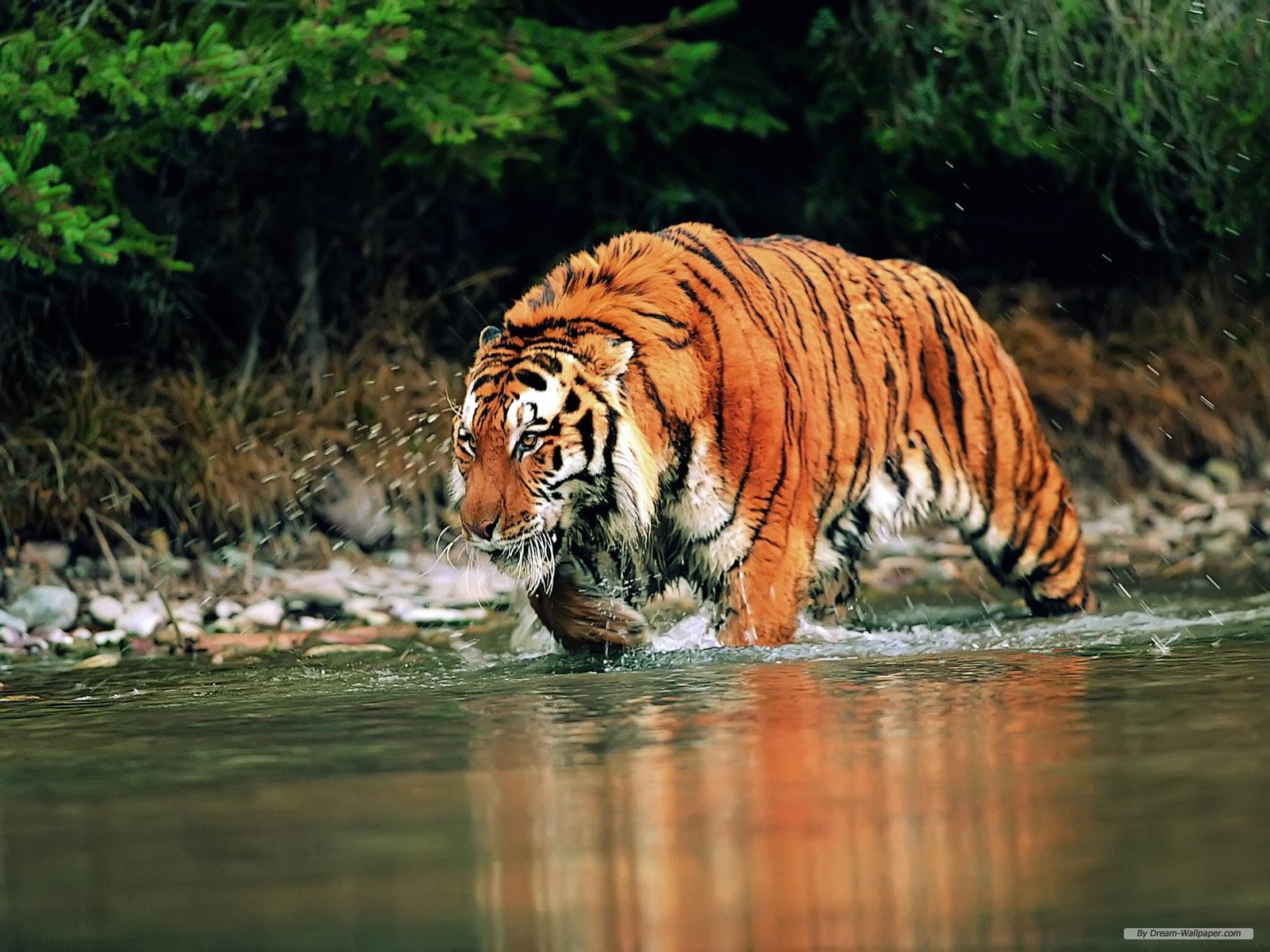 Free Animal Wallpaper - Assam Manas National Park - 1600x1200 Wallpaper ...