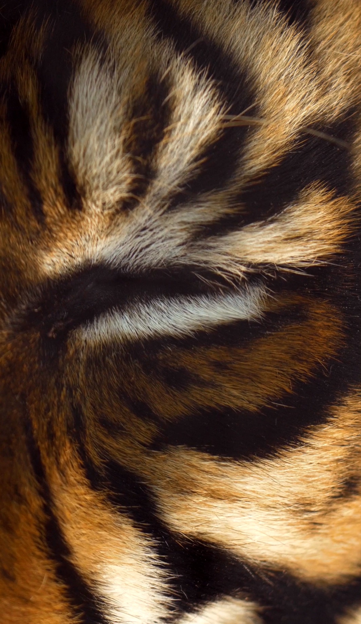 Tiger Wallpaper Iphone Xs Max - 1185x2048 Wallpaper - teahub.io