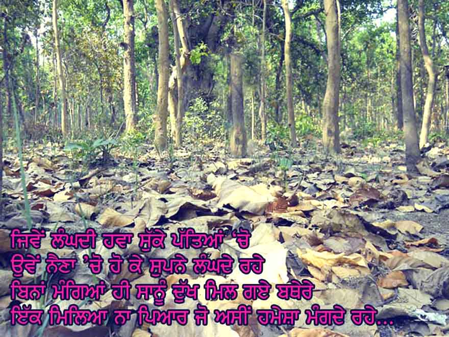 Old-growth Forest - 880x660 Wallpaper - teahub.io