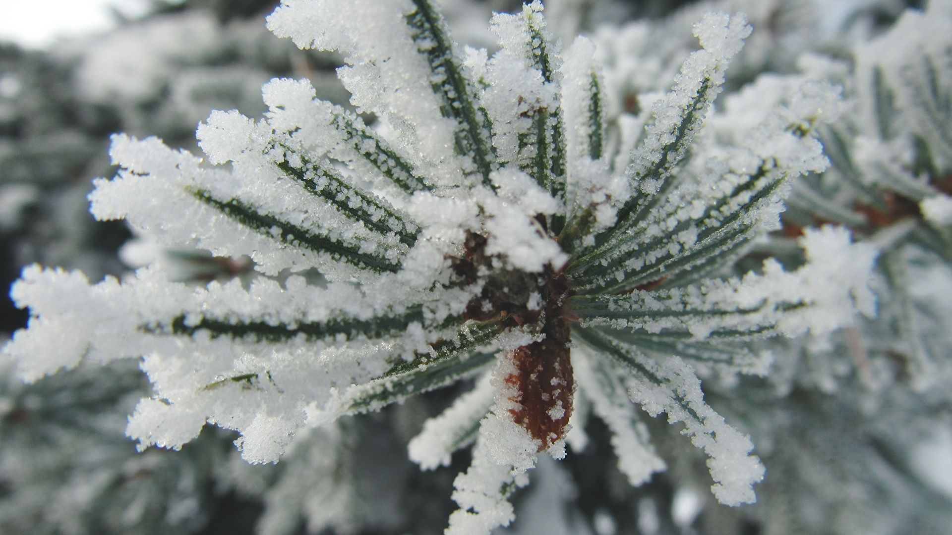 Macro Snow - 1920x1080 Wallpaper - teahub.io