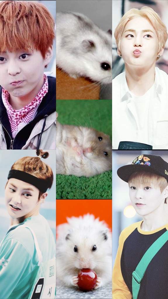 User Uploaded Image - Exo Cute Animals - 575x1024 Wallpaper - teahub.io