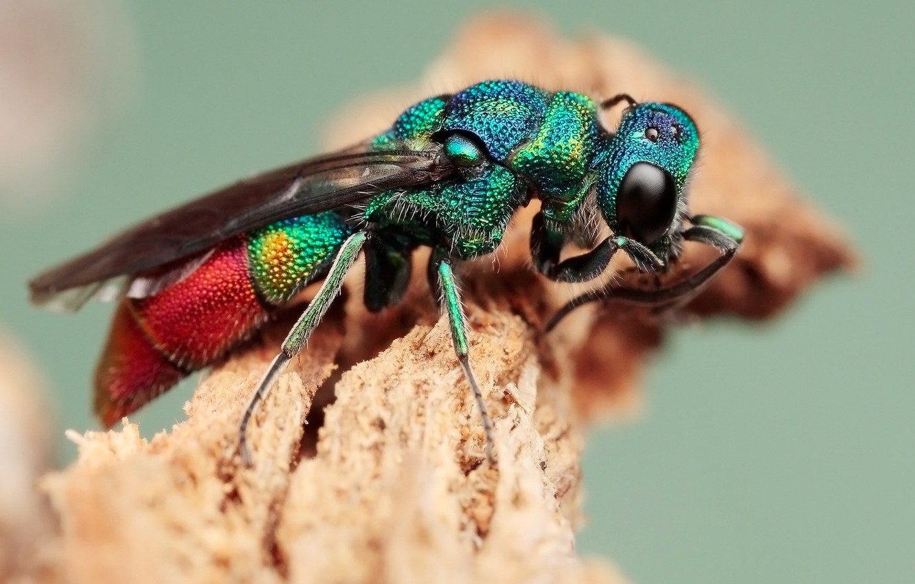 Photo Wallpaper Eyes, Macro, Background, Plant, Osa, - Радужная Оса ...