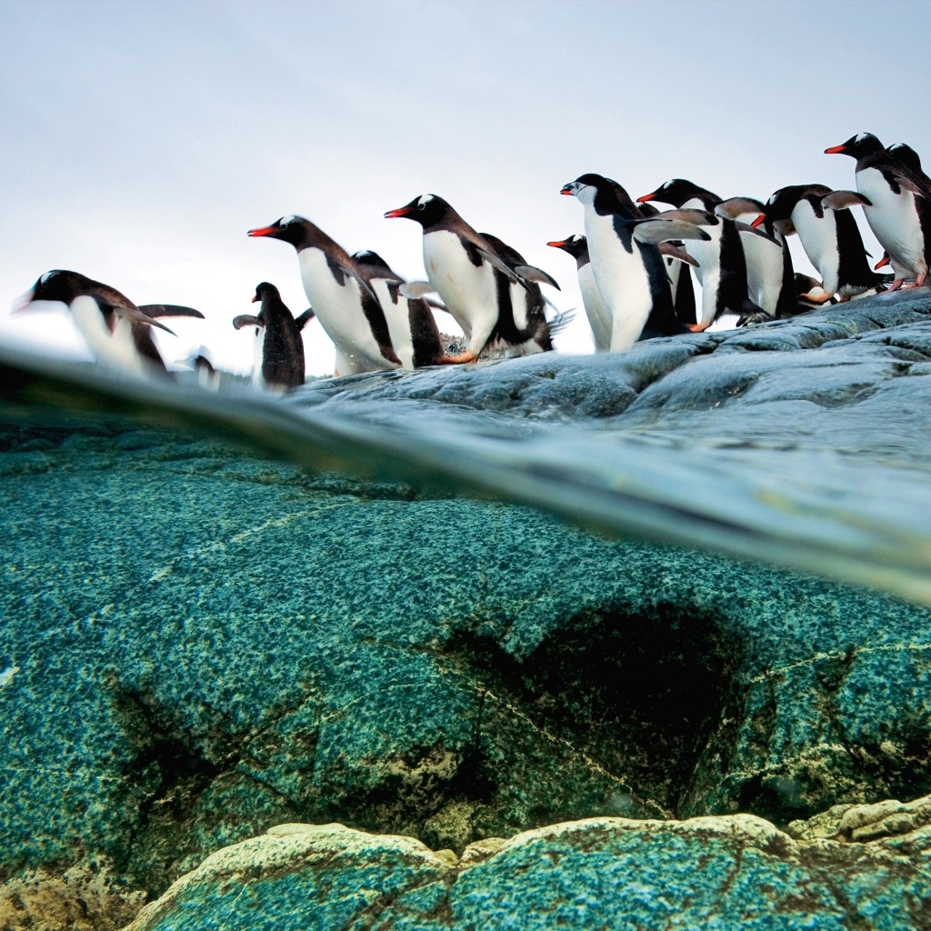 Desktop Background Hidden Penguin - 1024x1024 Wallpaper - teahub.io