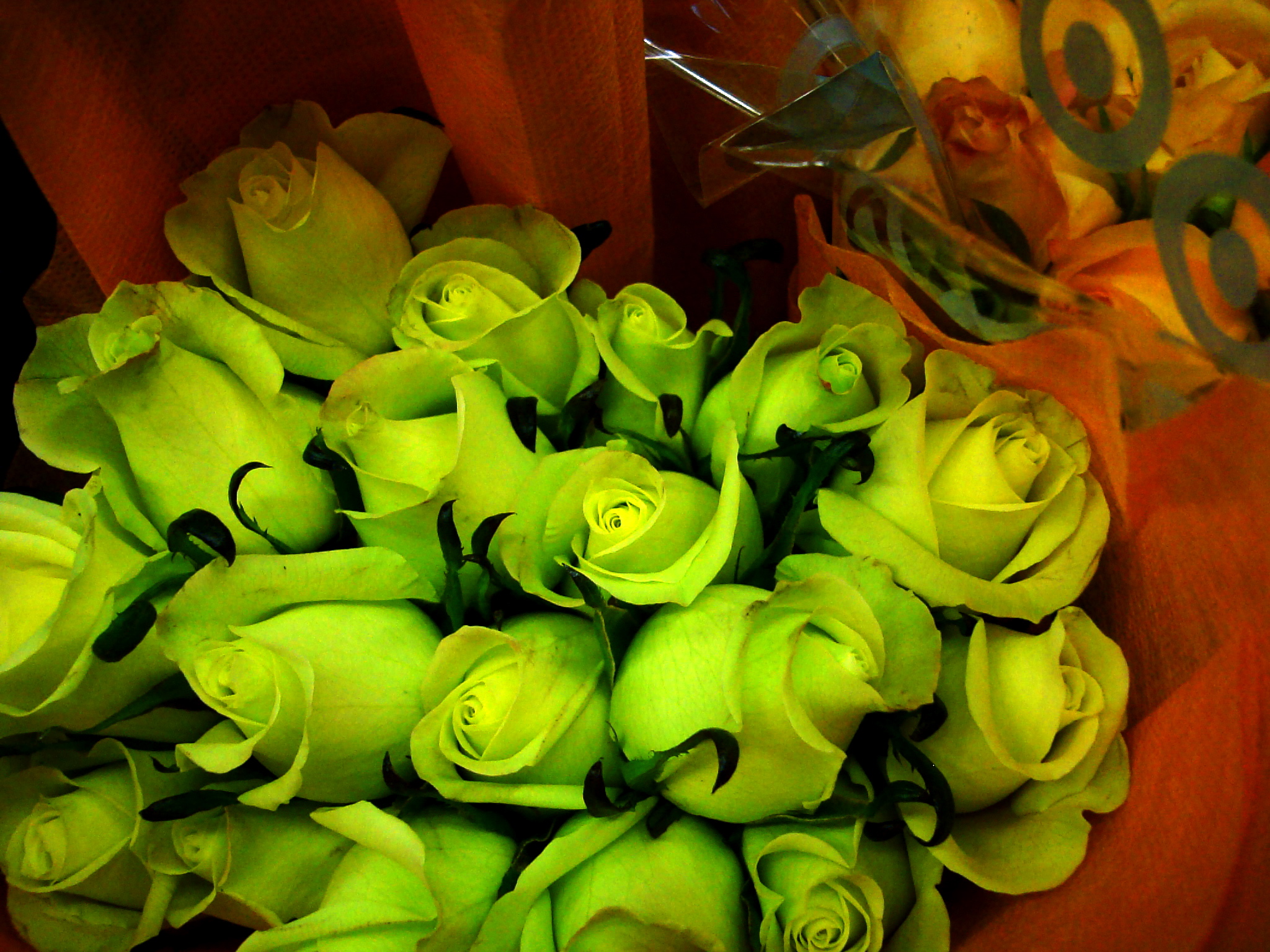 Dsc02363 - Green Roses Real Life - 2048x1536 Wallpaper - teahub.io