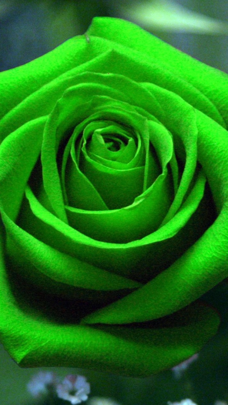Green Rose - 750x1334 Wallpaper - teahub.io