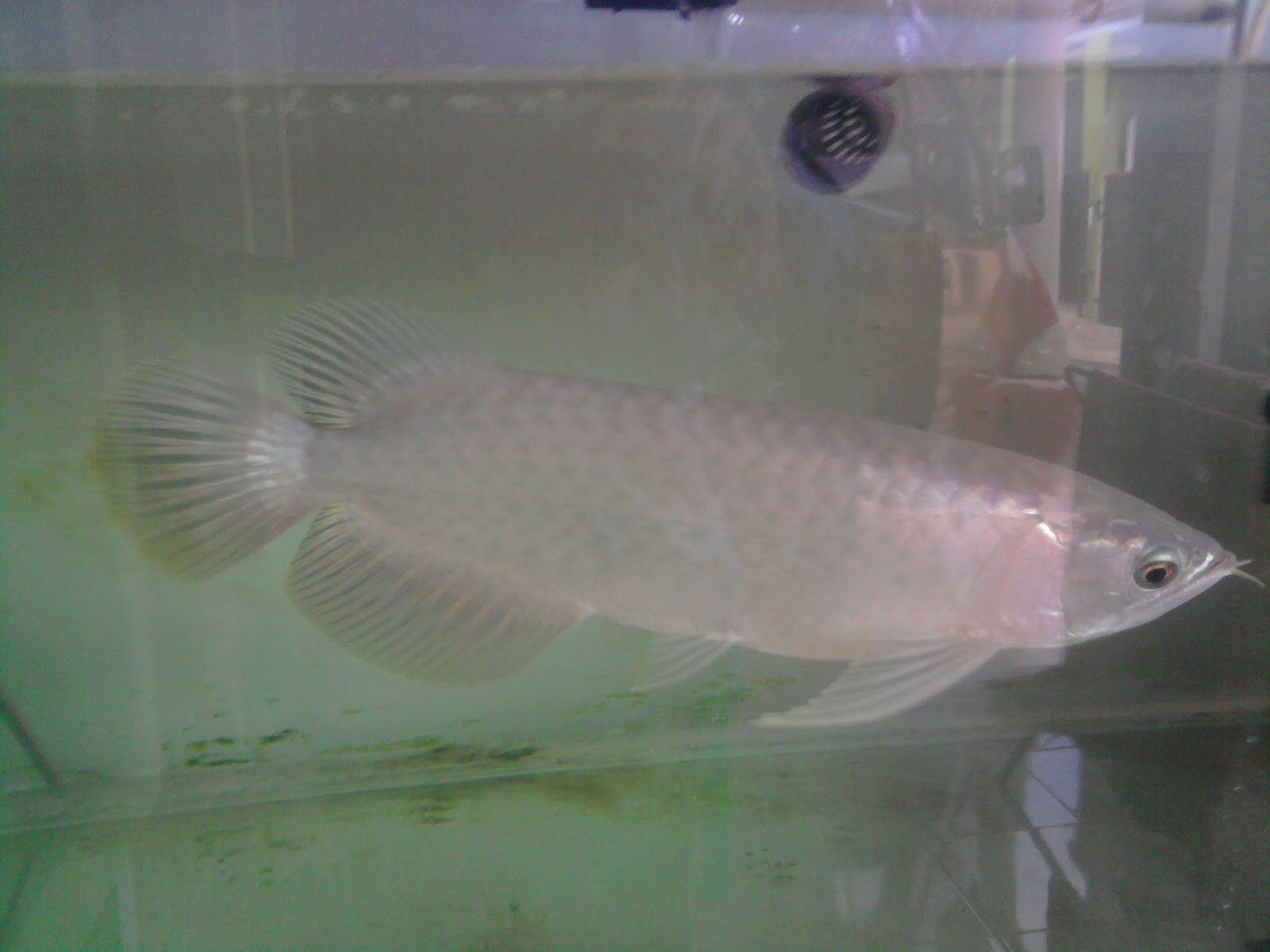 Oily Fish - 1600x1200 Wallpaper - teahub.io