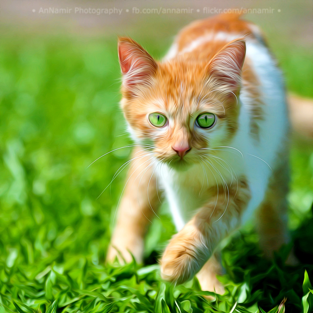 Kitten - 1024x1024 Wallpaper - teahub.io