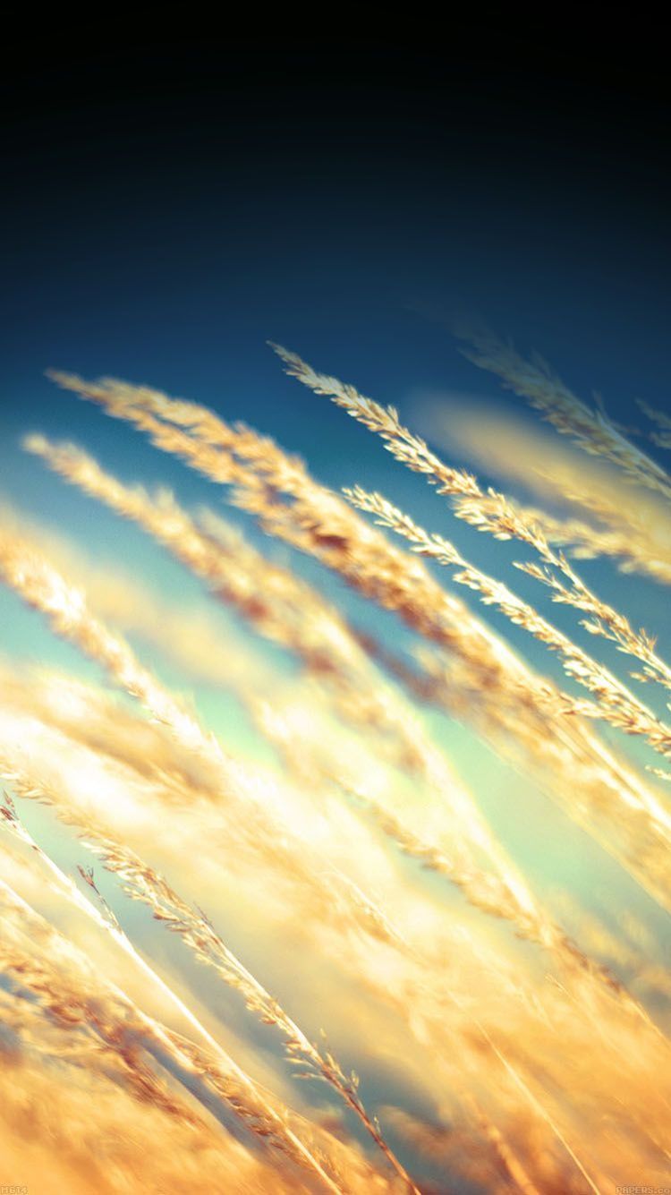 Wind In Summer - 750x1335 Wallpaper - teahub.io