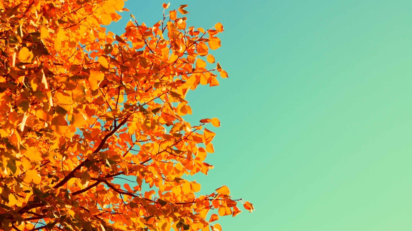 Fall Desktop Background - 1366x768 Wallpaper - teahub.io