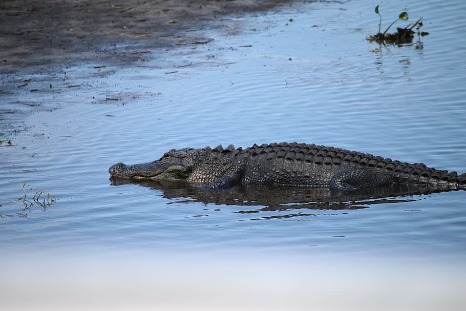 Florida, Gator, Alli, Alligator, Reptile, Wildlife, - Gator Alli ...