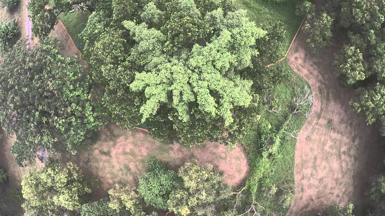 Old-growth Forest - 1280x720 Wallpaper - teahub.io