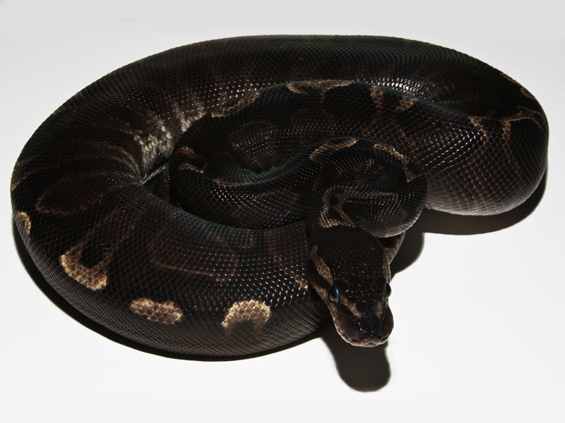 Super Ghi Ball - Super Ghi Ball Python - 800x600 Wallpaper - teahub.io