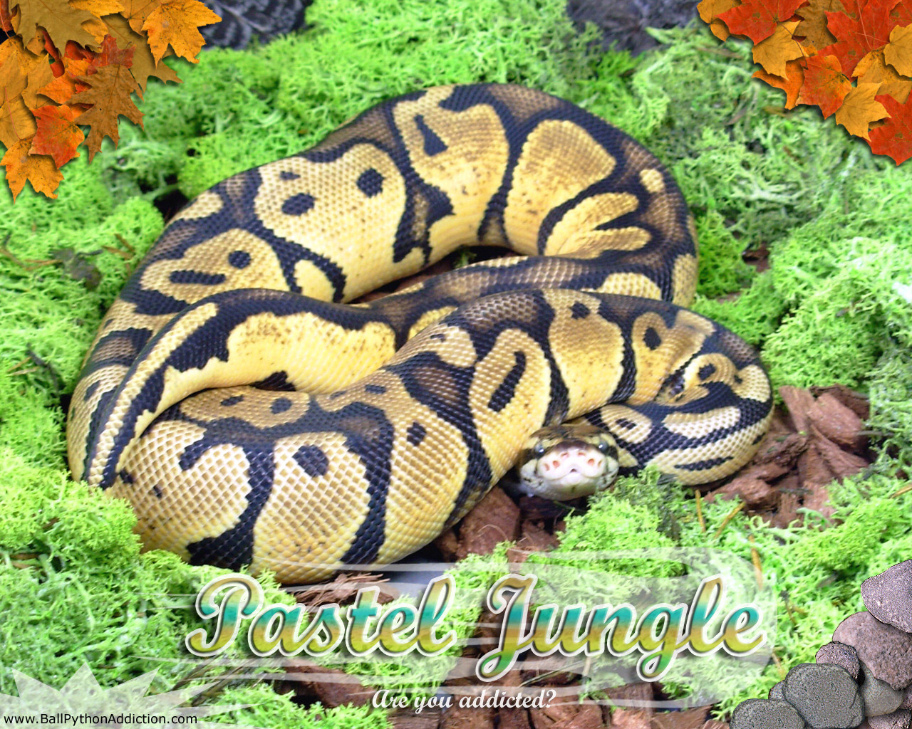 Burmese Python - 1280x1024 Wallpaper - teahub.io