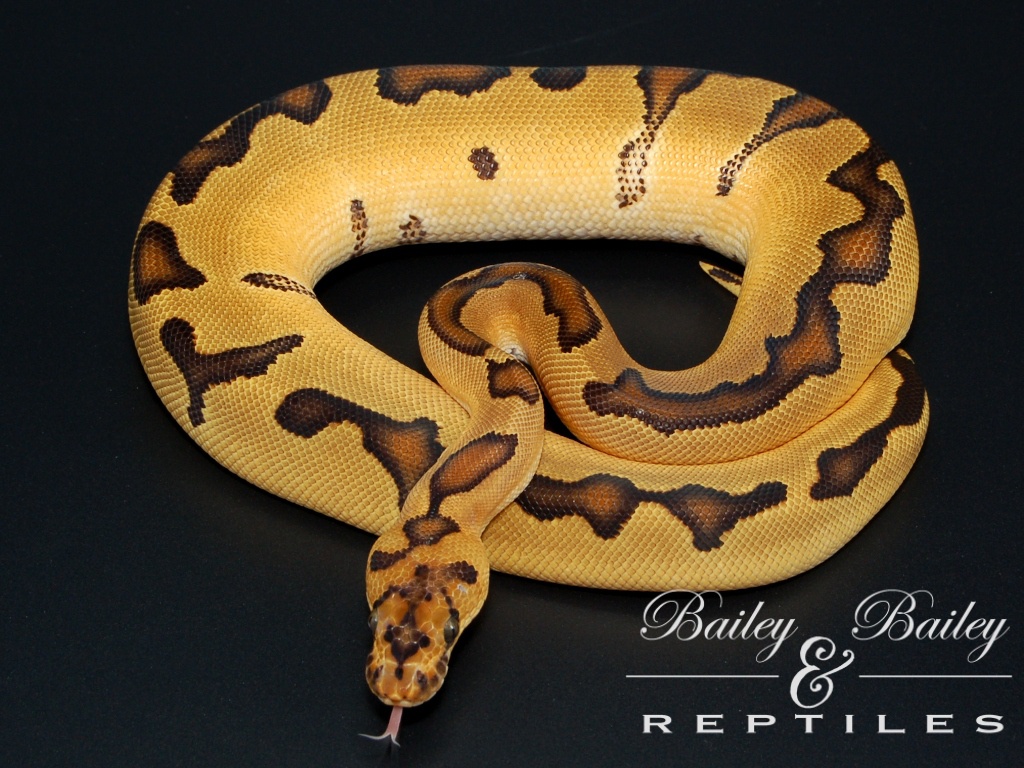 Burmese Python - 1024x768 Wallpaper - teahub.io