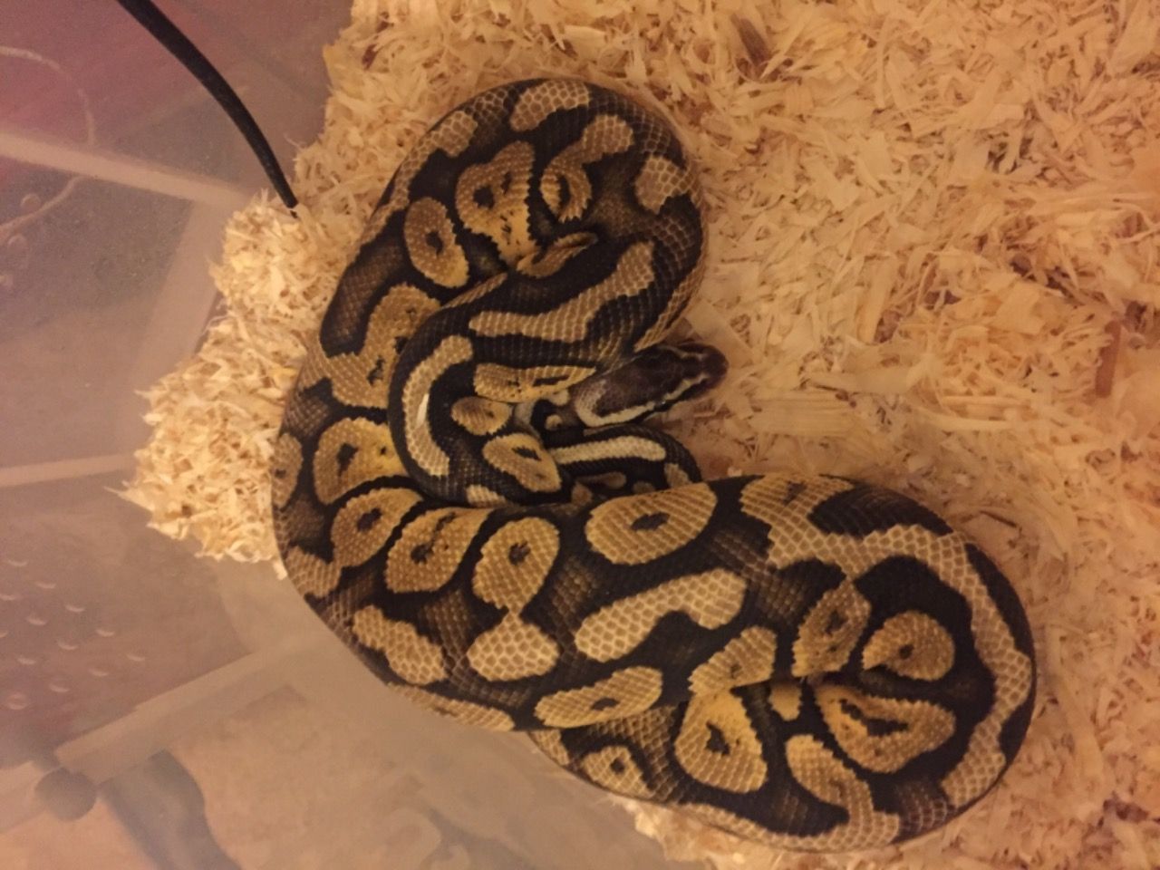 Serpent - 1280x960 Wallpaper - teahub.io