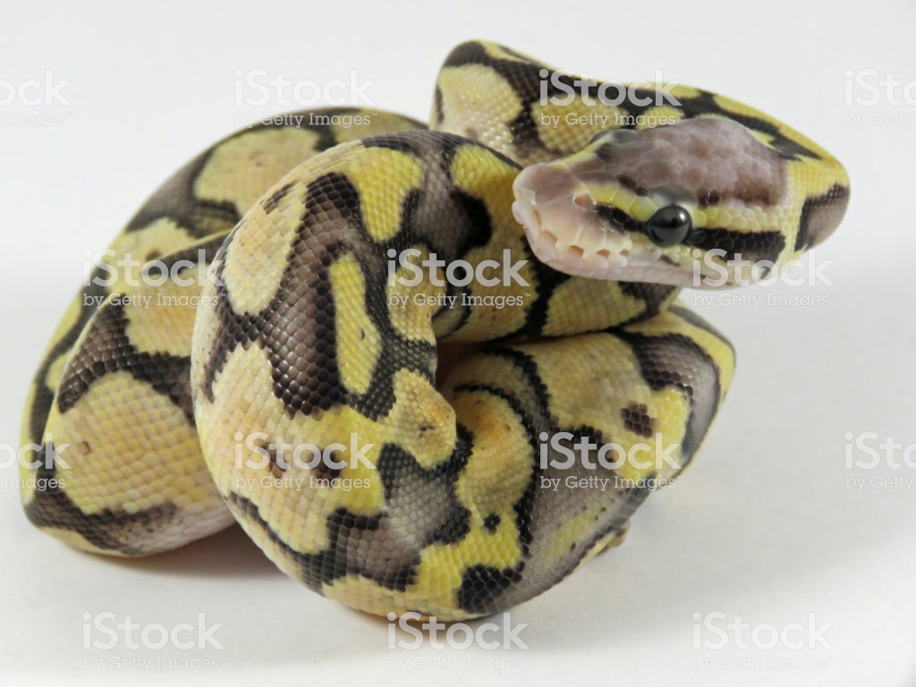 Serpiente Bebe Con Fondo Blanco - 1024x768 Wallpaper - teahub.io