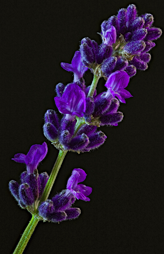 Fernleaf Lavender - 661x1024 Wallpaper - teahub.io