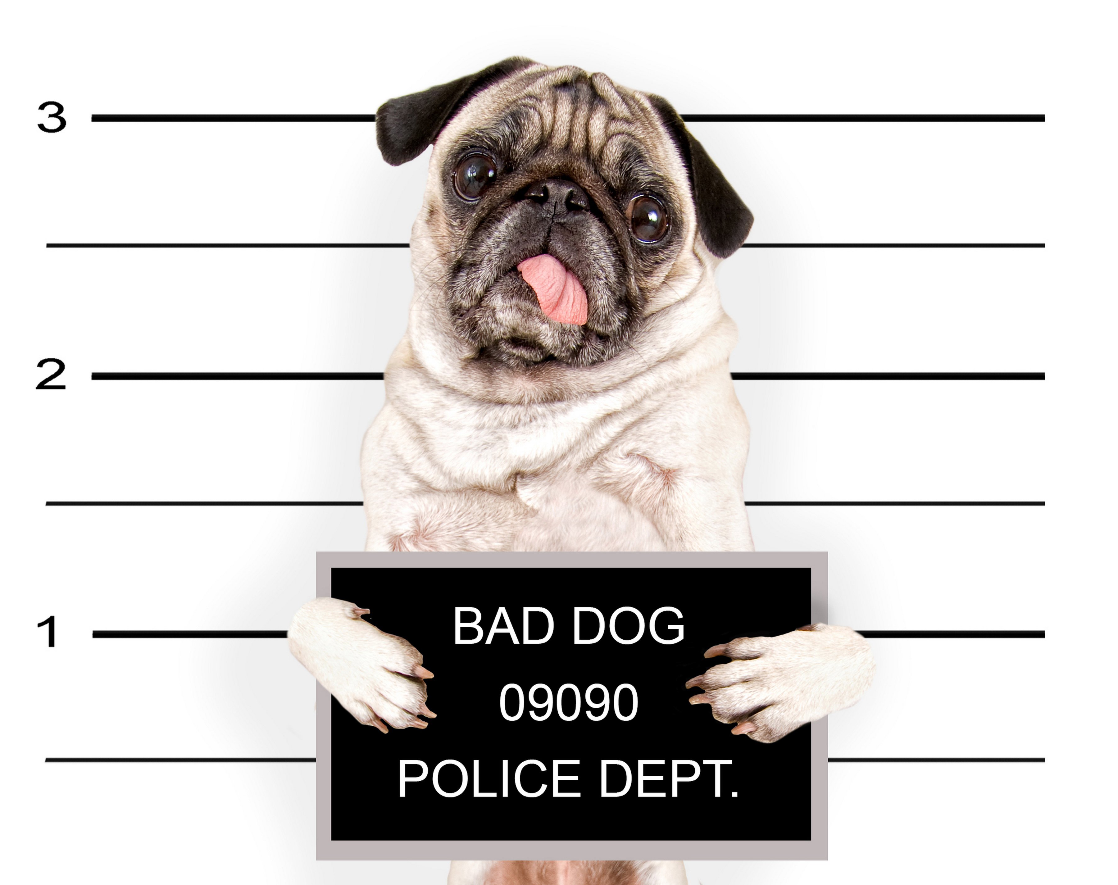 Bad Dog - 3600x2850 Wallpaper - teahub.io