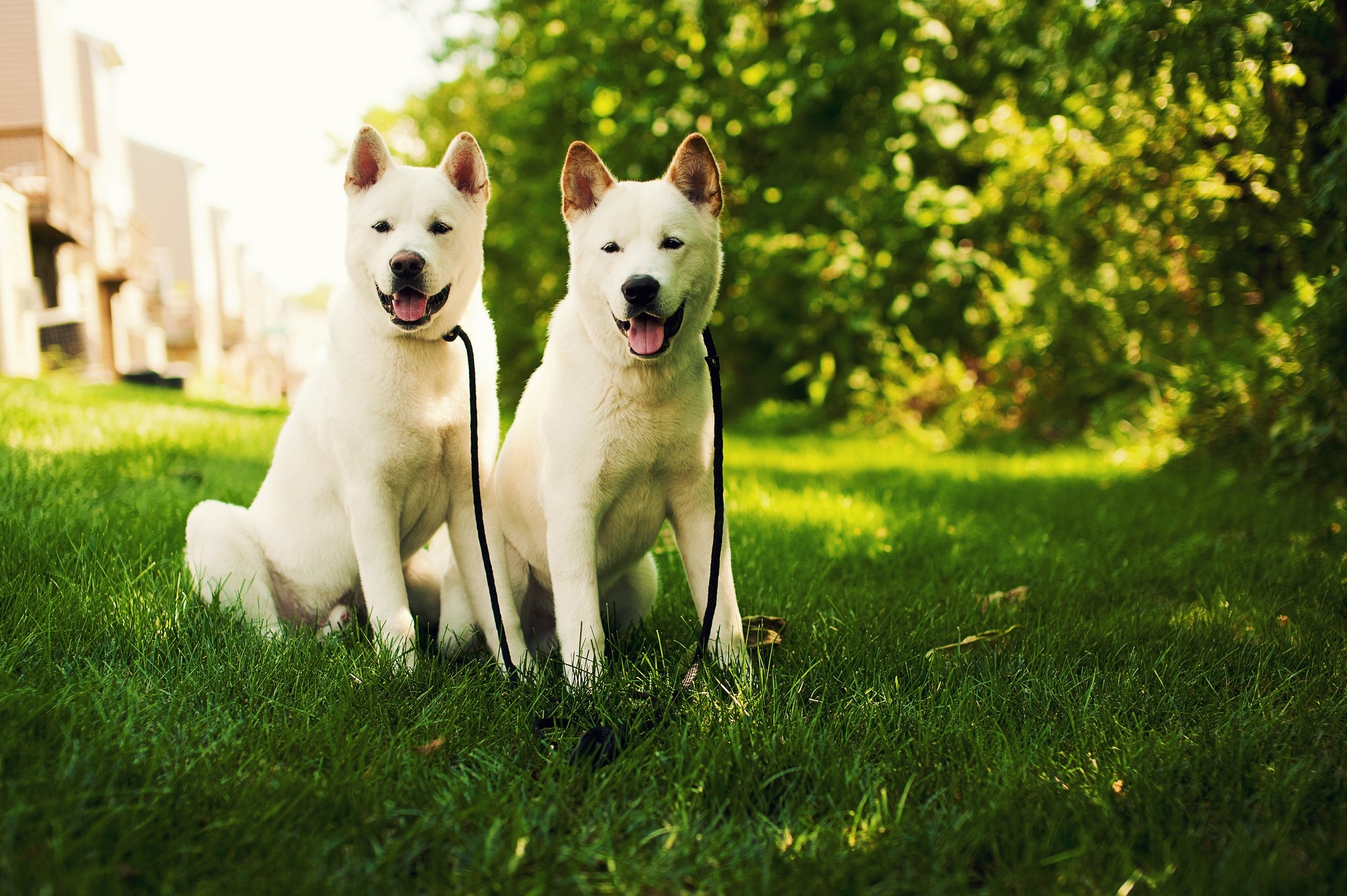 2 Dogs High Resolution - 2048x1363 Wallpaper - teahub.io