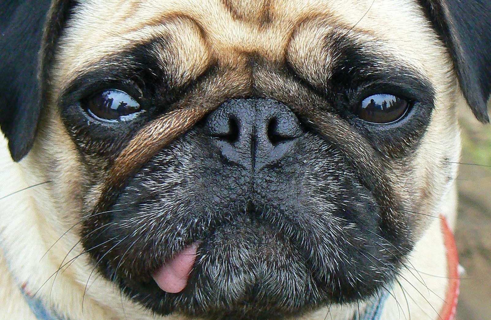 Moving Dog - 1603x1045 Wallpaper - teahub.io