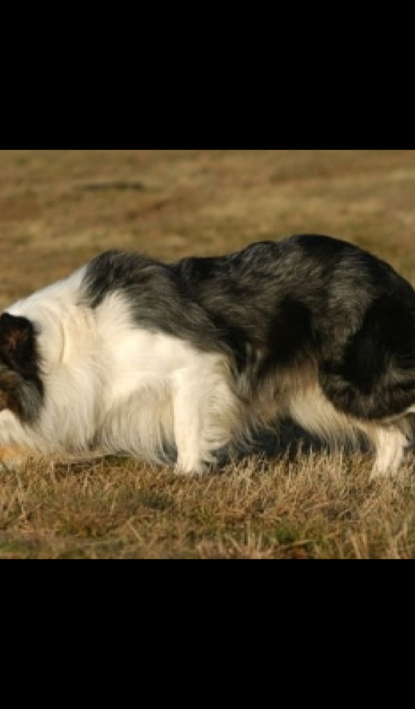 Cani Da Pastore Razze - 600x1024 Wallpaper - teahub.io