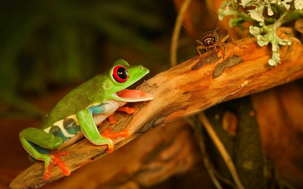 Tree Frog Hunting - 1008x630 Wallpaper - teahub.io