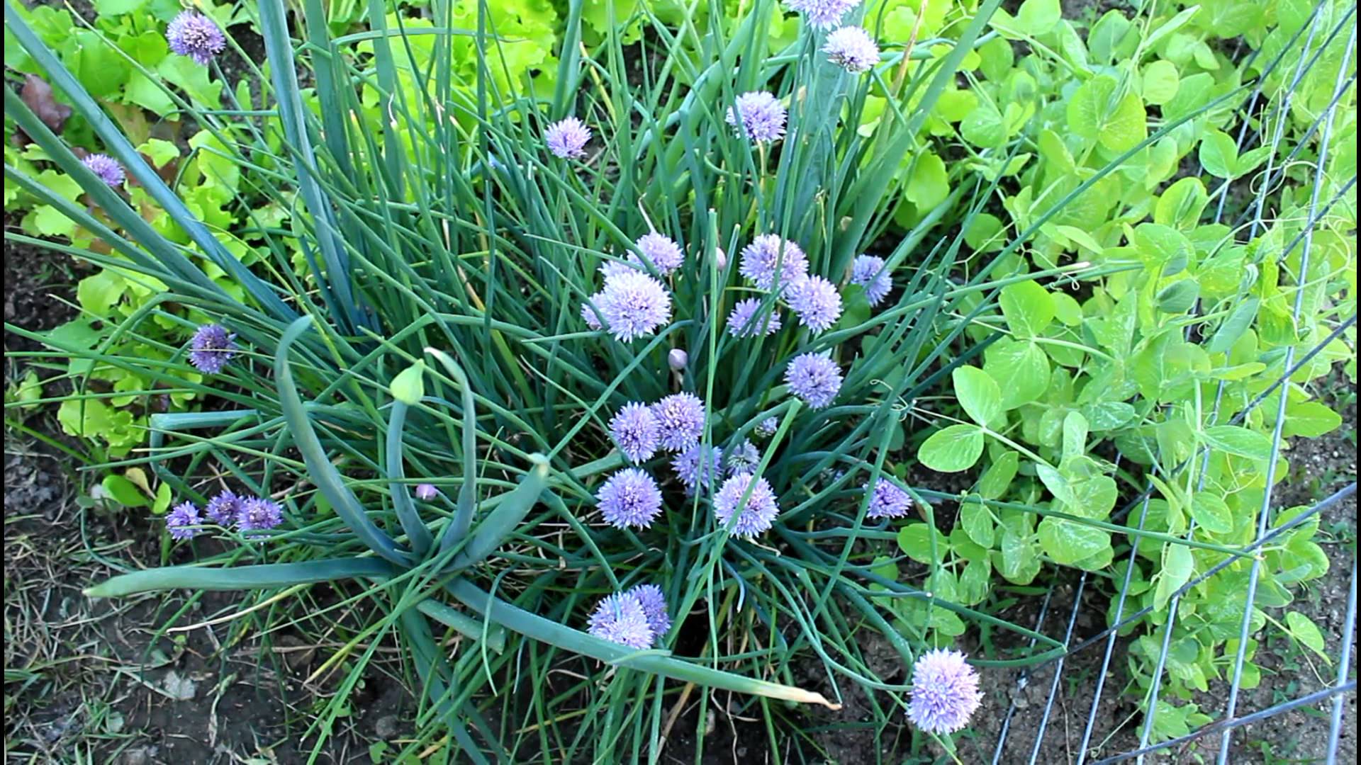 Chives Hd - 1920x1080 Wallpaper - teahub.io