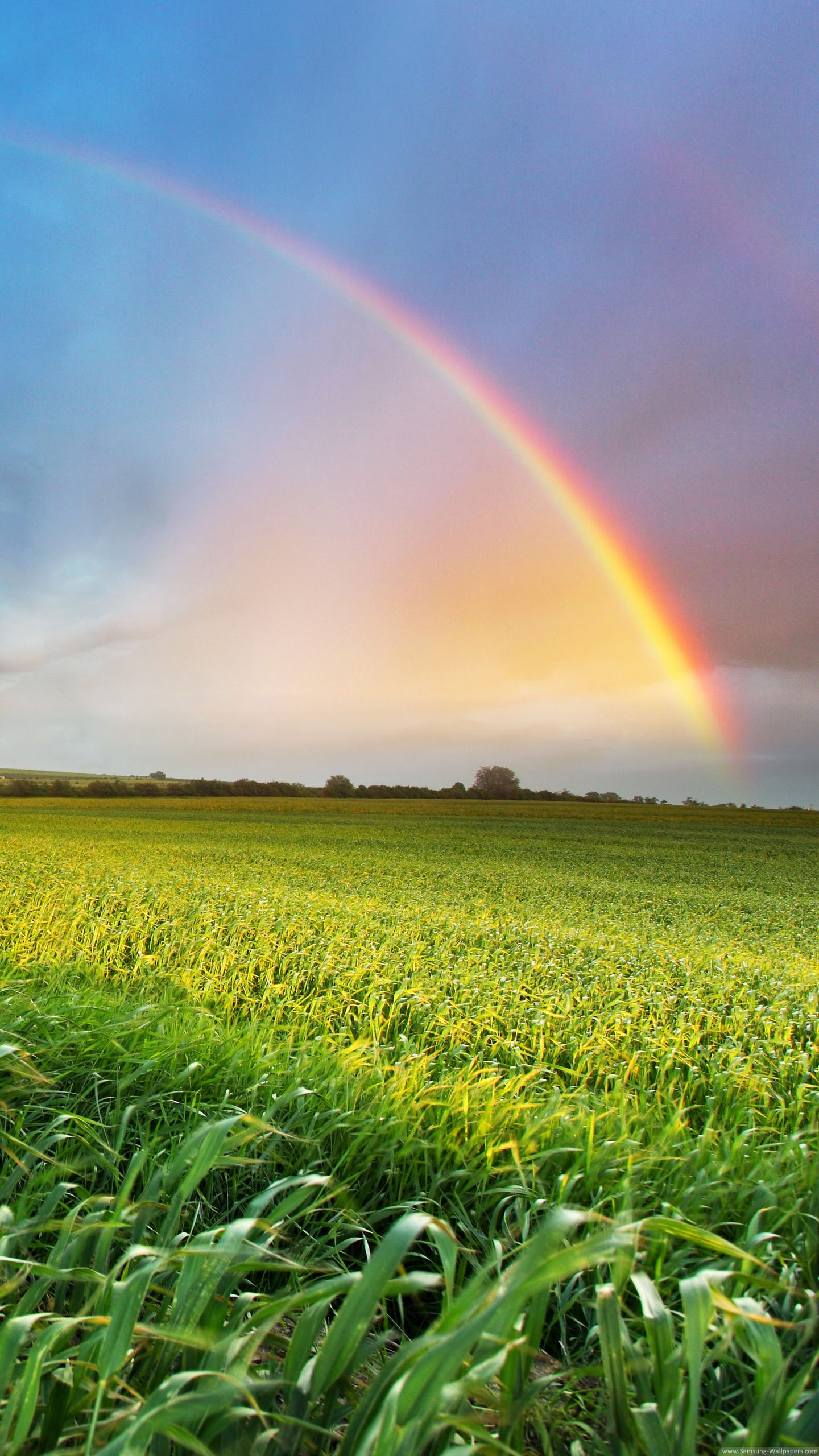 Rainbow Passage - 1440x2560 Wallpaper - teahub.io
