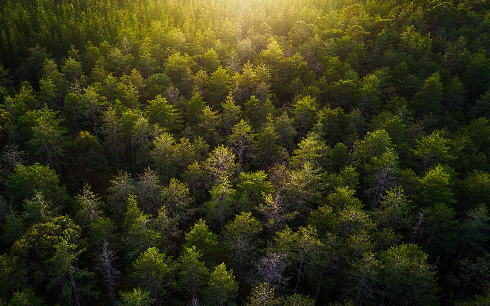 Green Forest, Top View, Trees, Sunset, Sunlight - 1920x1200 Wallpaper ...