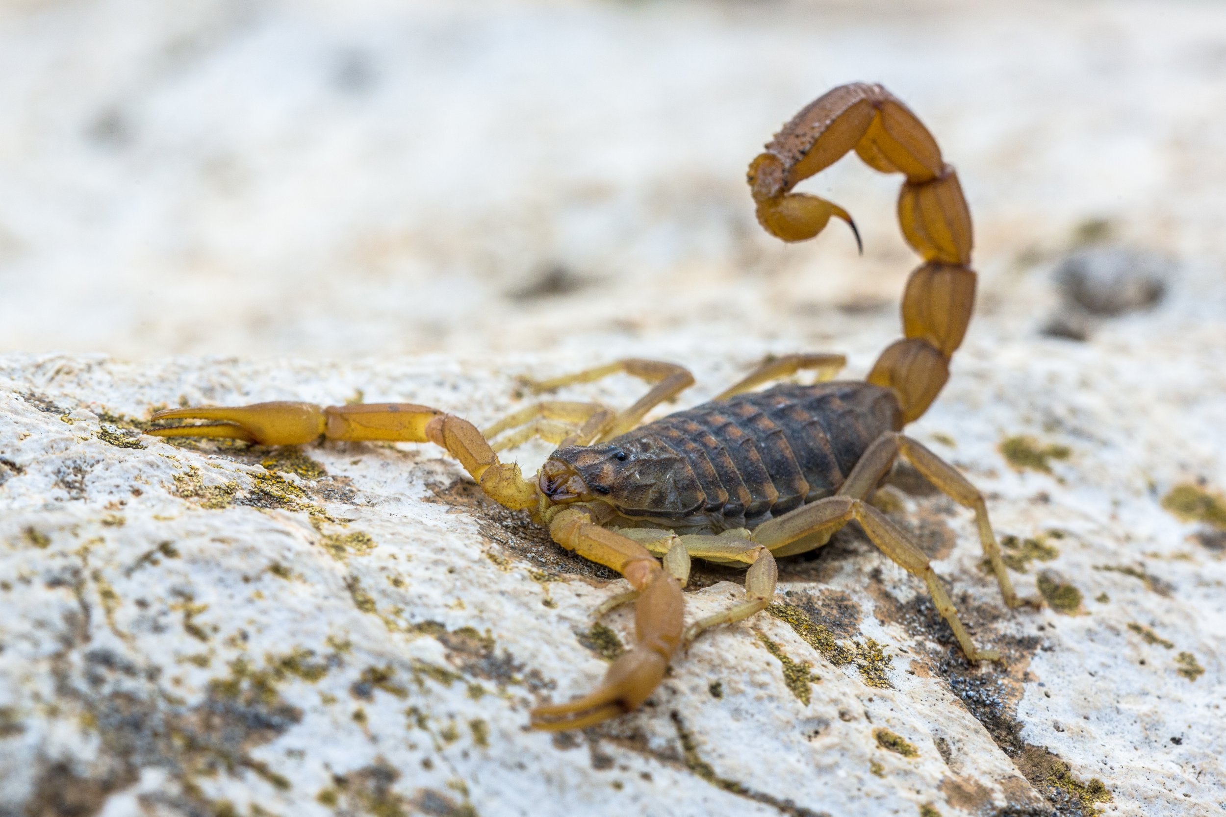 Scorpion - Scorpion Poison Used In Medicine - 2500x1667 Wallpaper ...